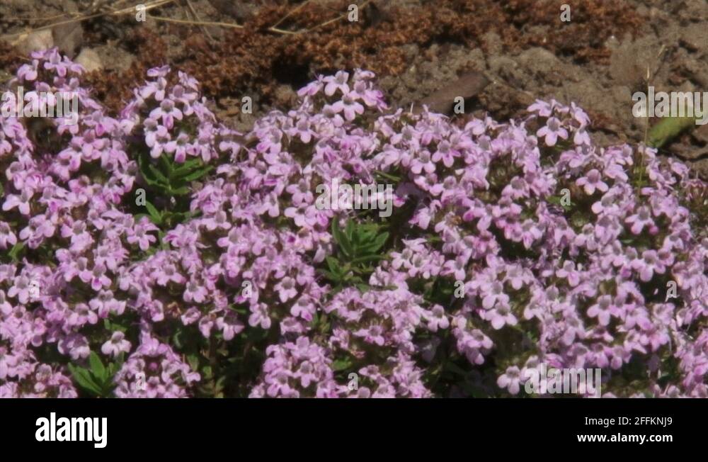 Thymus vulgaris common thyme Stock Videos & Footage - HD and 4K Video ...