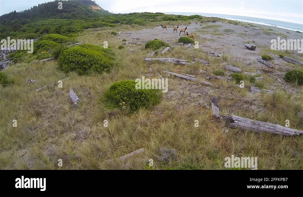 Elk aerial Stock Videos & Footage - HD and 4K Video Clips - Alamy