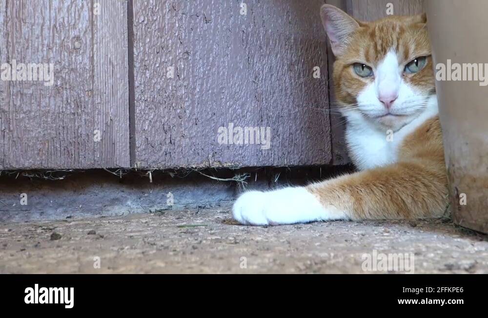 Bored animals Stock Videos & Footage - HD and 4K Video Clips - Alamy