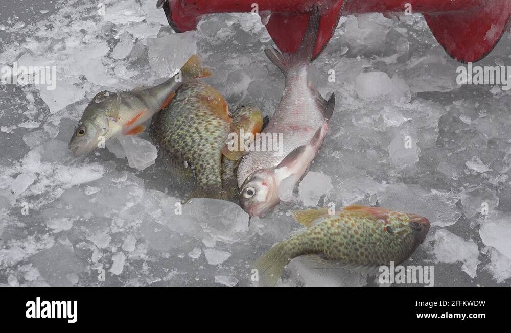 Fish big ruff on ice of river in winter brace 4k Stock Video Footage ...