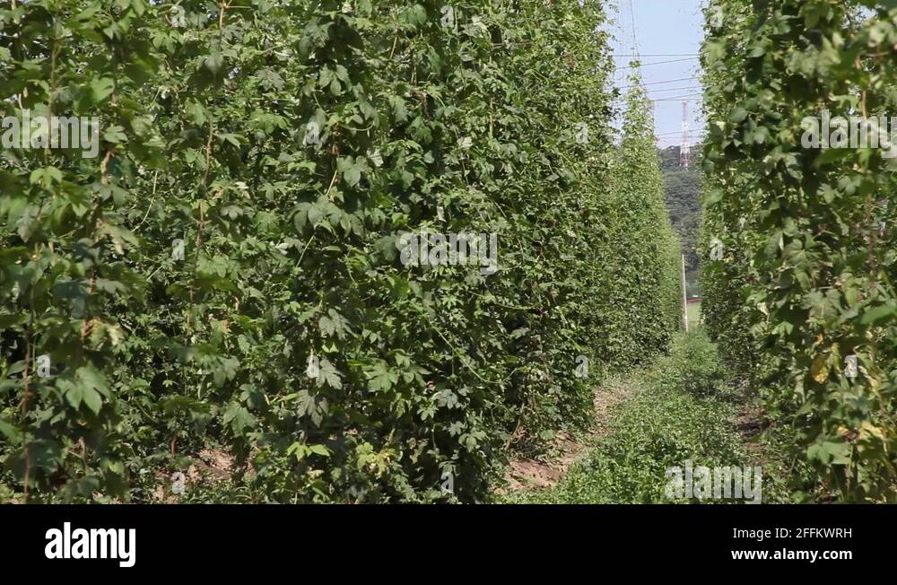 Hop rows Stock Videos & Footage - HD and 4K Video Clips - Alamy