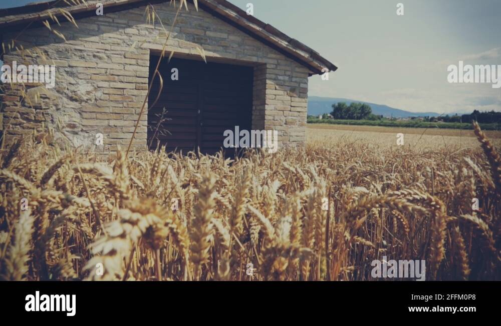 Wheat house Stock Videos & Footage - HD and 4K Video Clips - Alamy