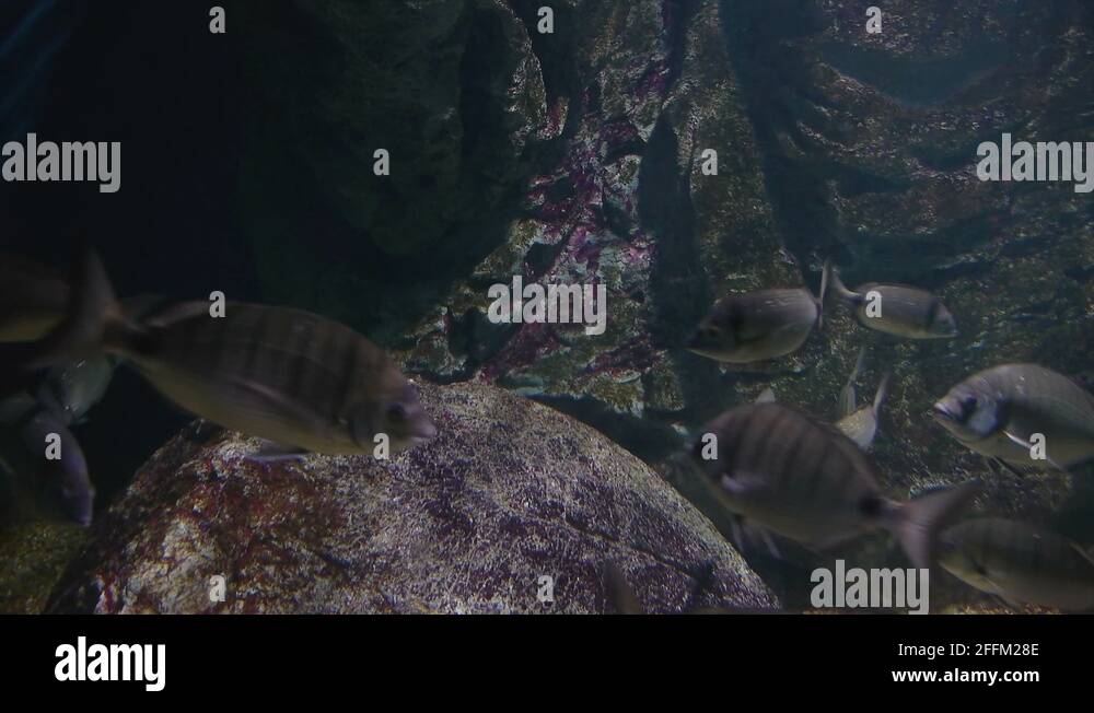 Diplodus sargus Stock Videos & Footage - HD and 4K Video Clips - Alamy