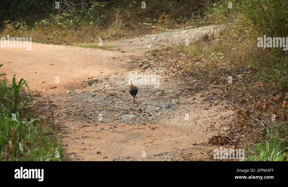 National bird of sri lanka Stock Videos & Footage - HD and 4K Video ...
