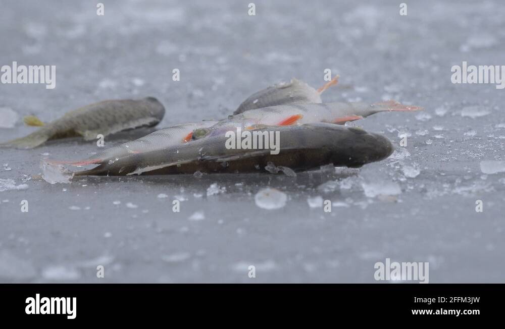 Fish big ruff on the ice of river in winter 4k Stock Video Footage - Alamy