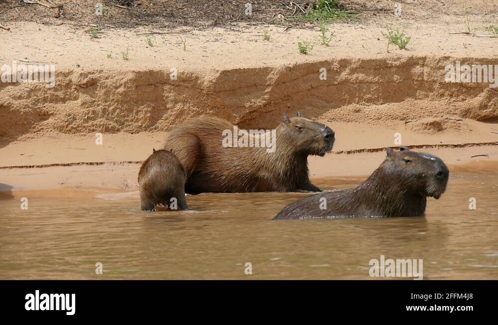 Yawning rodent Stock Videos & Footage - HD and 4K Video Clips - Alamy