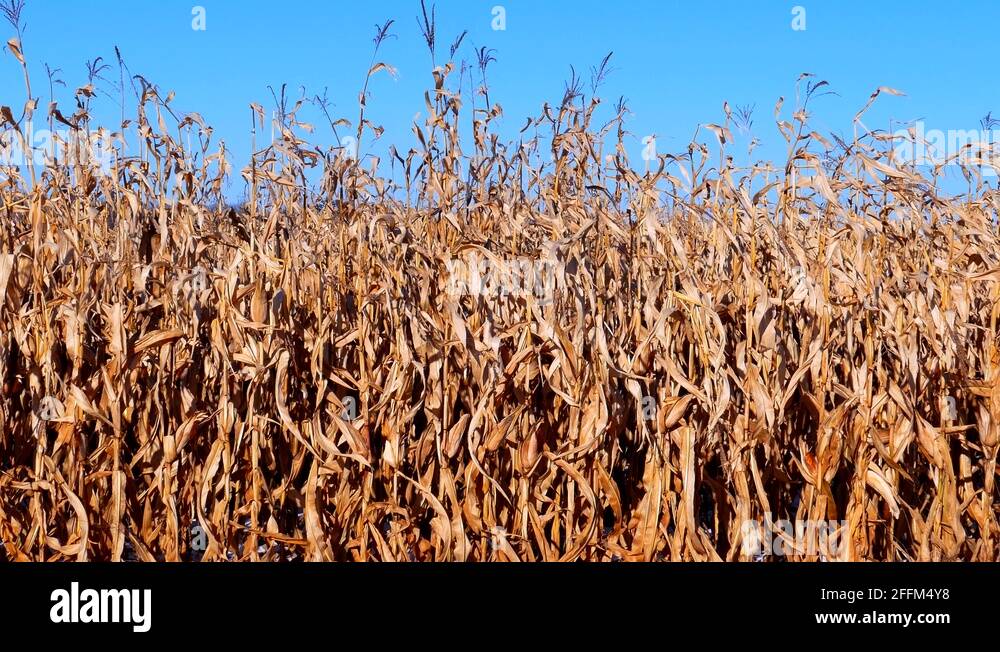 Blown corn Stock Videos & Footage - HD and 4K Video Clips - Alamy