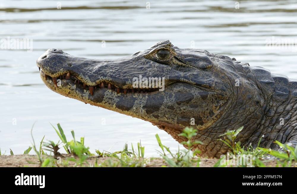 Caiman head Stock Videos & Footage - HD and 4K Video Clips - Alamy