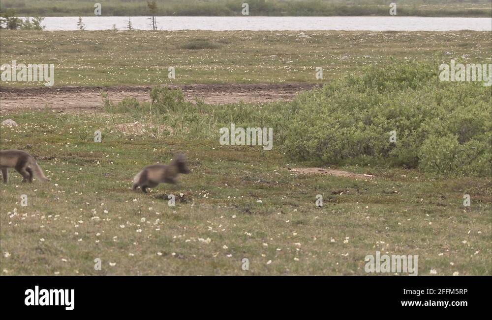 Arctic fox cub Stock Videos & Footage - HD and 4K Video Clips - Alamy