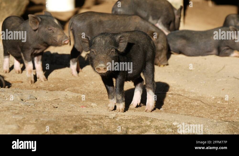 Group of pigs Stock Videos & Footage - HD and 4K Video Clips - Alamy