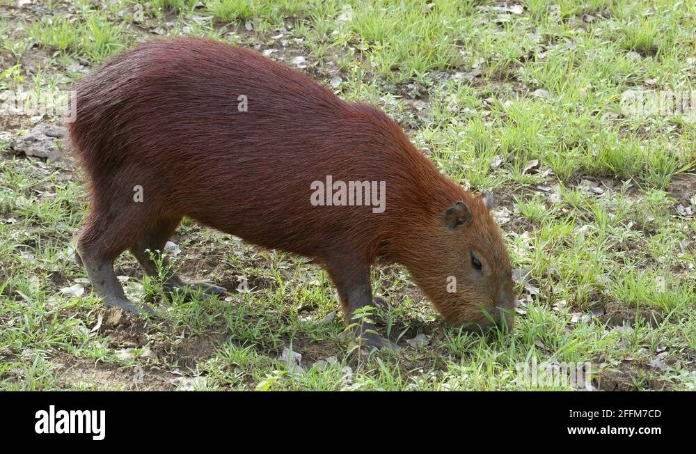 Capybara grazing Stock Videos & Footage - HD and 4K Video Clips - Alamy