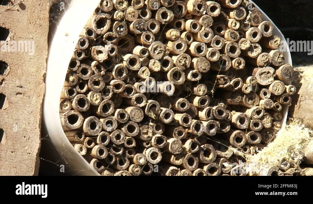 A reed structure Stock Videos & Footage - HD and 4K Video Clips - Alamy