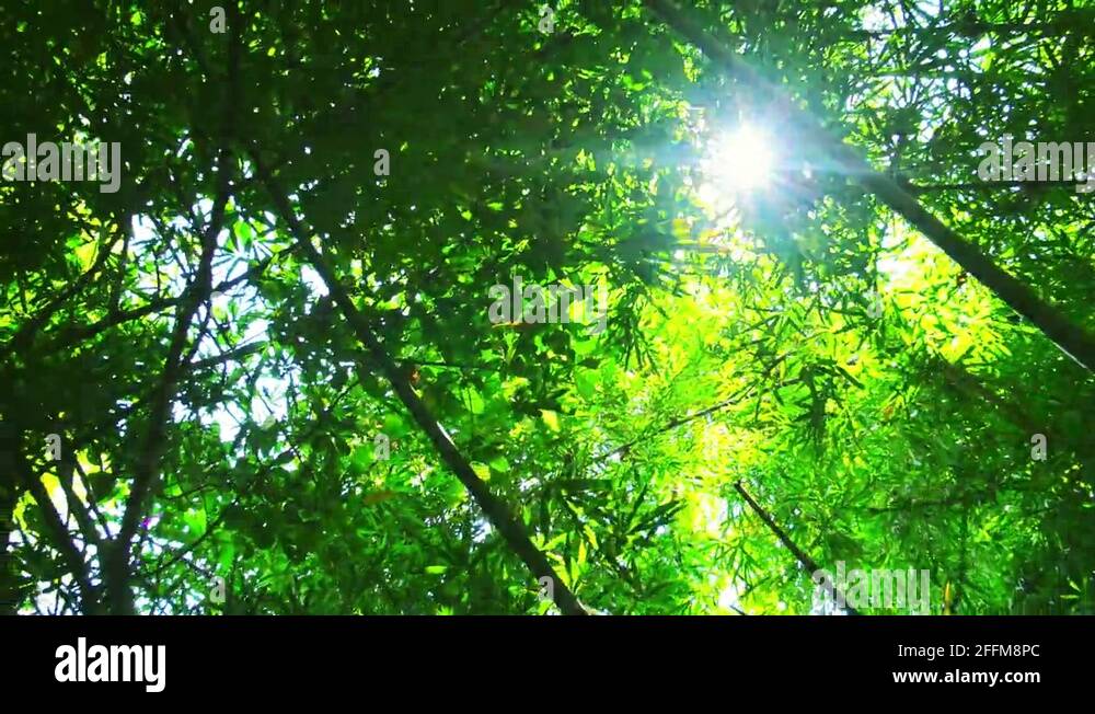 Spinning the camera in jungle forest. Sun light beams and rays lens ...