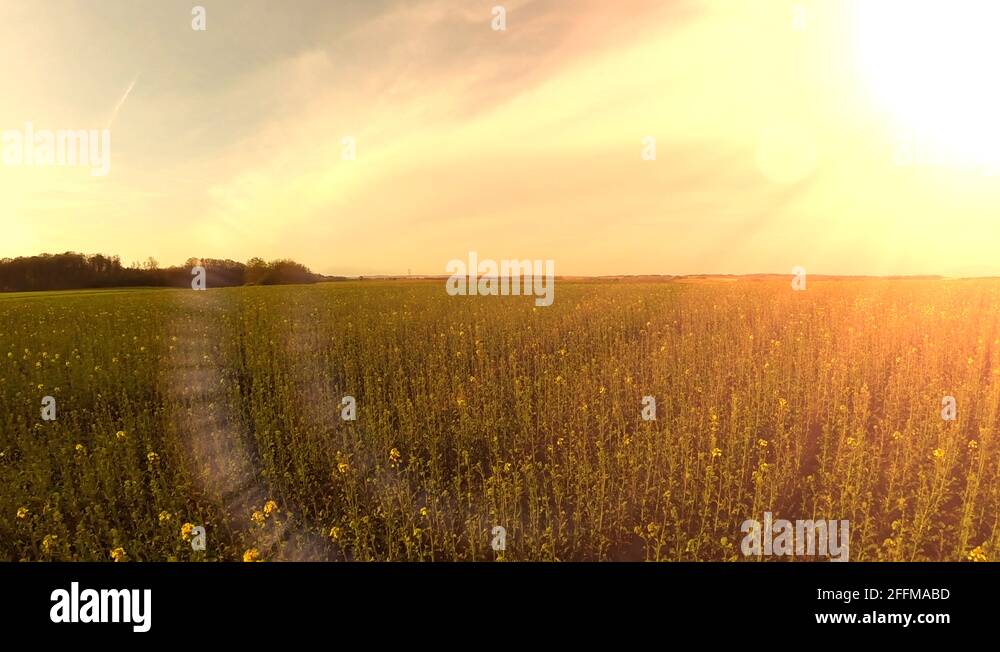 Environment and season light agriculture Stock Videos & Footage - HD ...