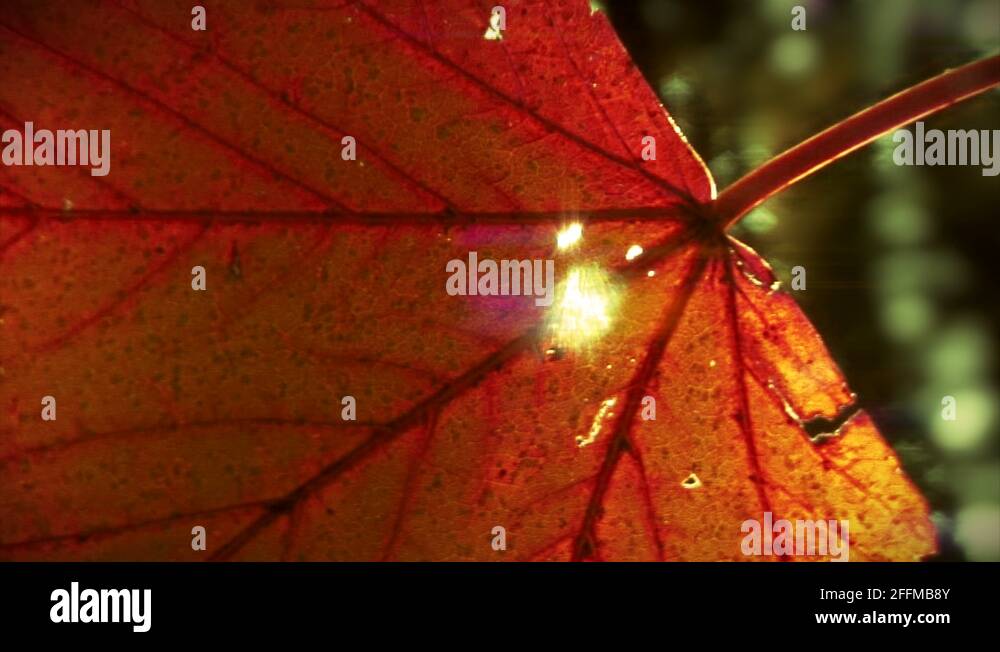 Single red leaf Stock Videos & Footage - HD and 4K Video Clips - Alamy
