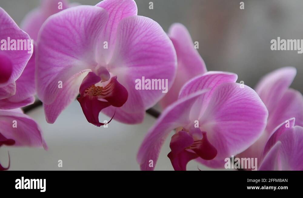 Rare orchid flowers Stock Videos & Footage - HD and 4K Video Clips - Alamy