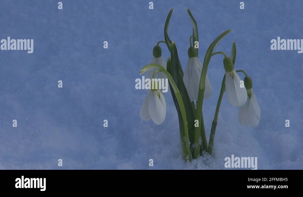 Spring season symbol Stock Videos & Footage - HD and 4K Video Clips - Alamy