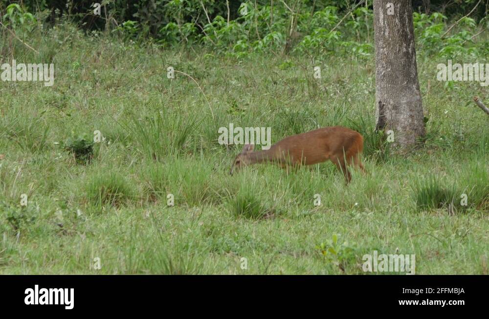 Red brocket deer Stock Videos & Footage - HD and 4K Video Clips - Alamy