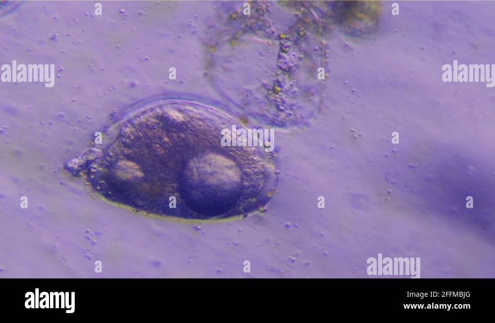 Bacterial cell microscope Stock Videos & Footage - HD and 4K Video Clips - Alamy