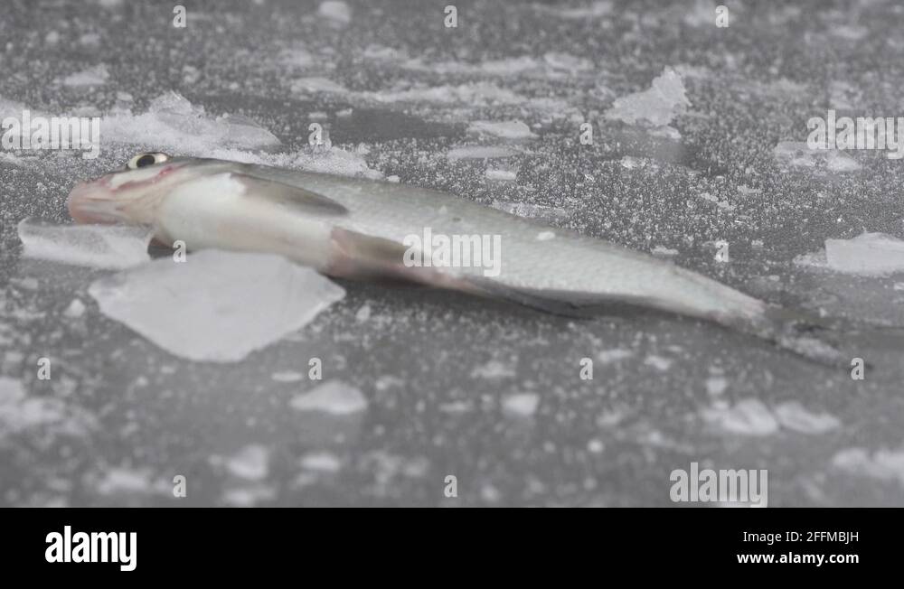 Fish big ruff on the ice of river in winter 4k Stock Video Footage - Alamy