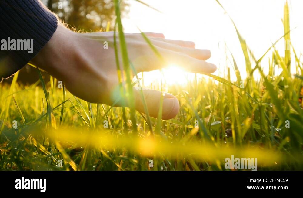 close up of hand touching green grass field. ecology farming background ...