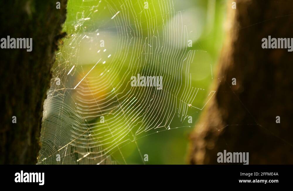 Spider web forest Stock Videos & Footage - HD and 4K Video Clips - Alamy