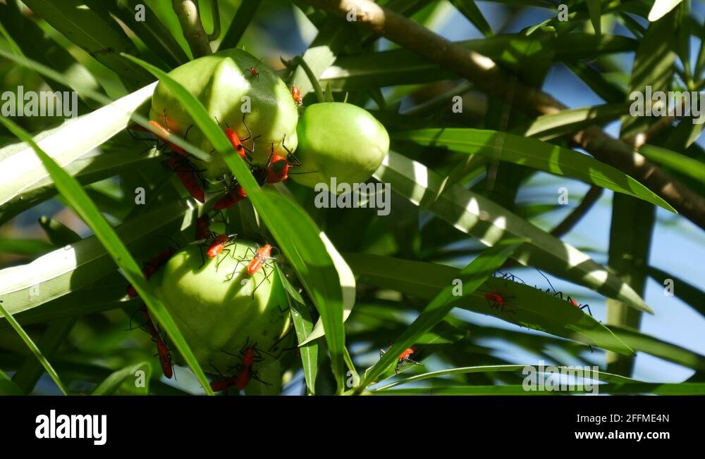 Asia insects Stock Videos & Footage - HD and 4K Video Clips - Alamy