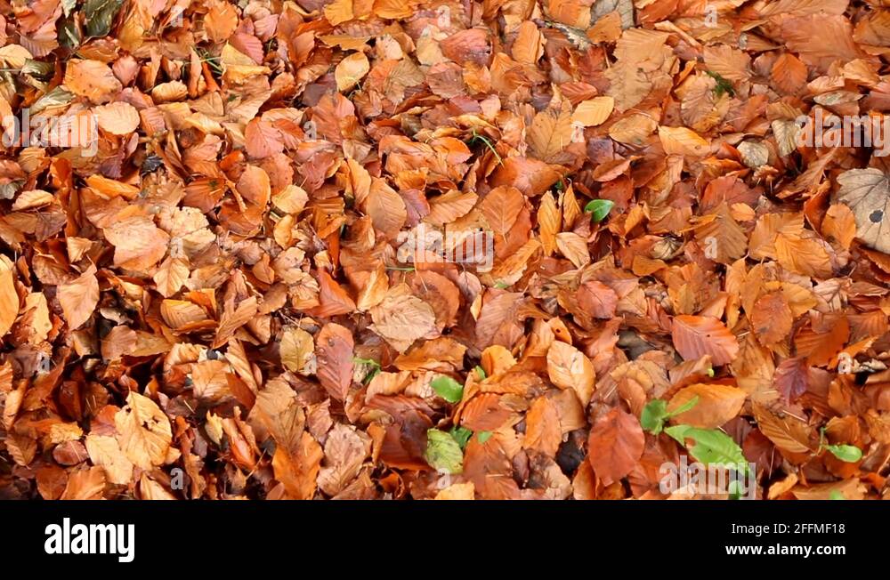 Fall leaves texture Stock Videos & Footage - HD and 4K Video Clips - Alamy