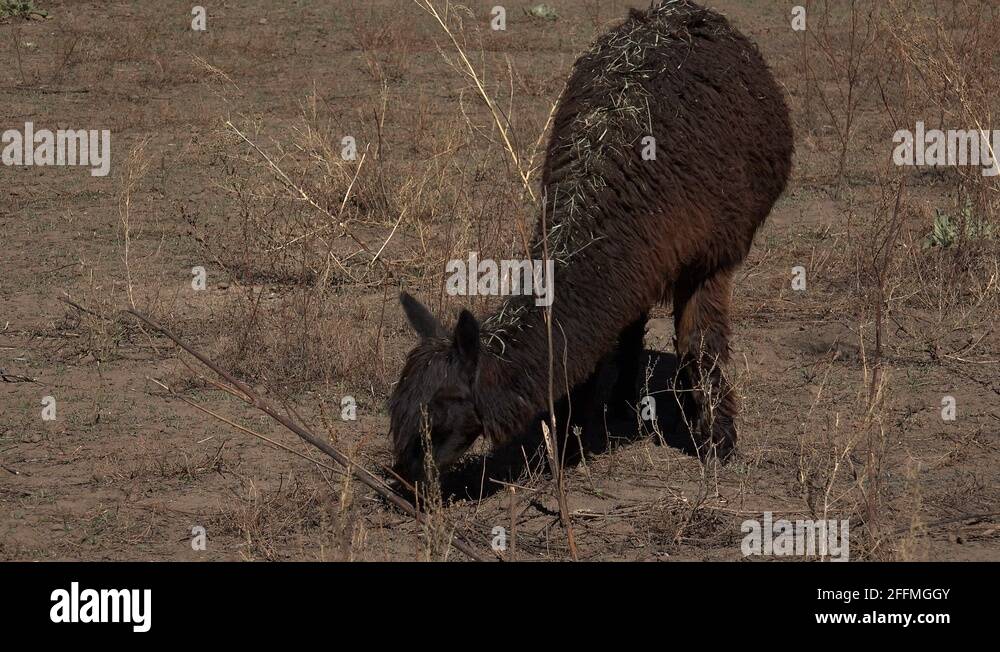 Alpaca ears Stock Videos & Footage - HD and 4K Video Clips - Alamy