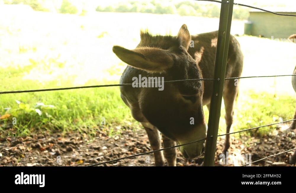 Mistreat Stock Videos & Footage - HD and 4K Video Clips - Alamy