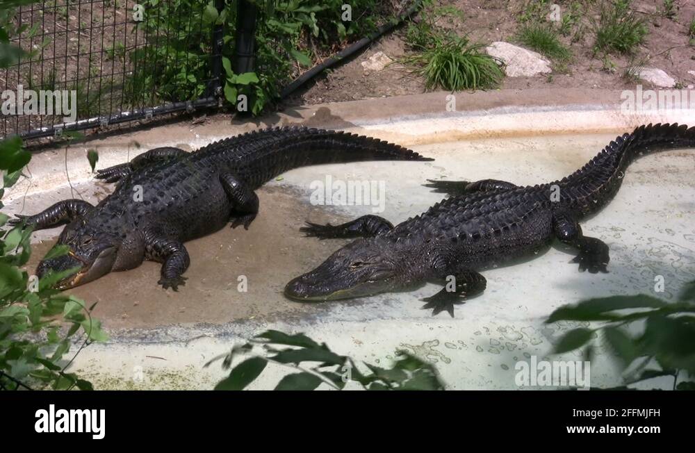 Alligators alligators alligators alligators skin Stock Videos & Footage ...