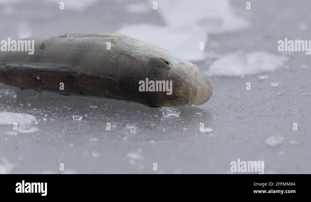 Fish big ruff on the ice of river in winter 4k Stock Video Footage - Alamy