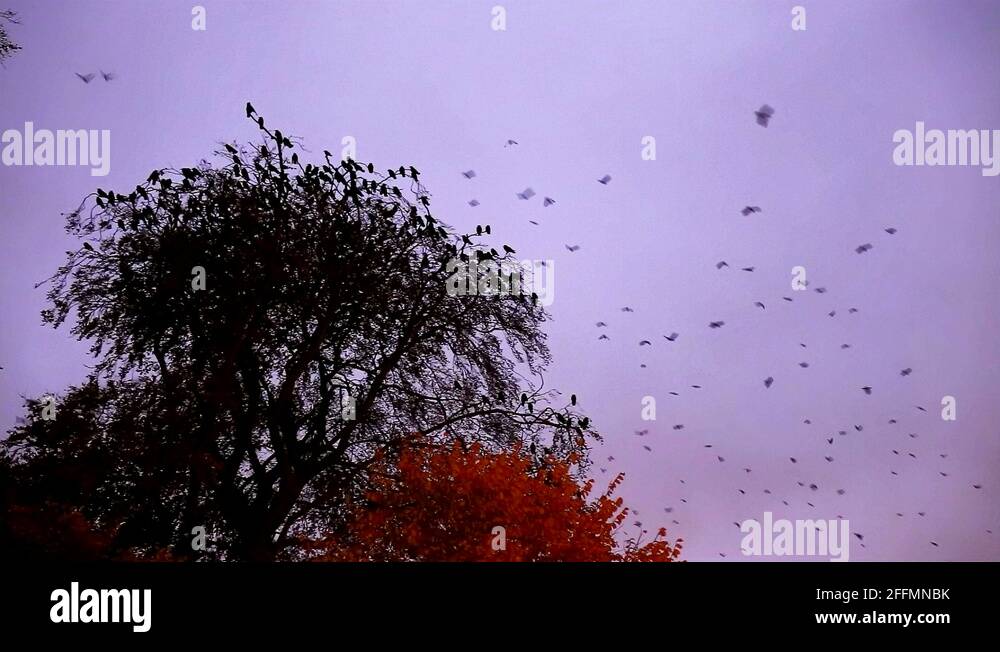 Flock startled birds silhouette Stock Videos & Footage - HD and 4K ...