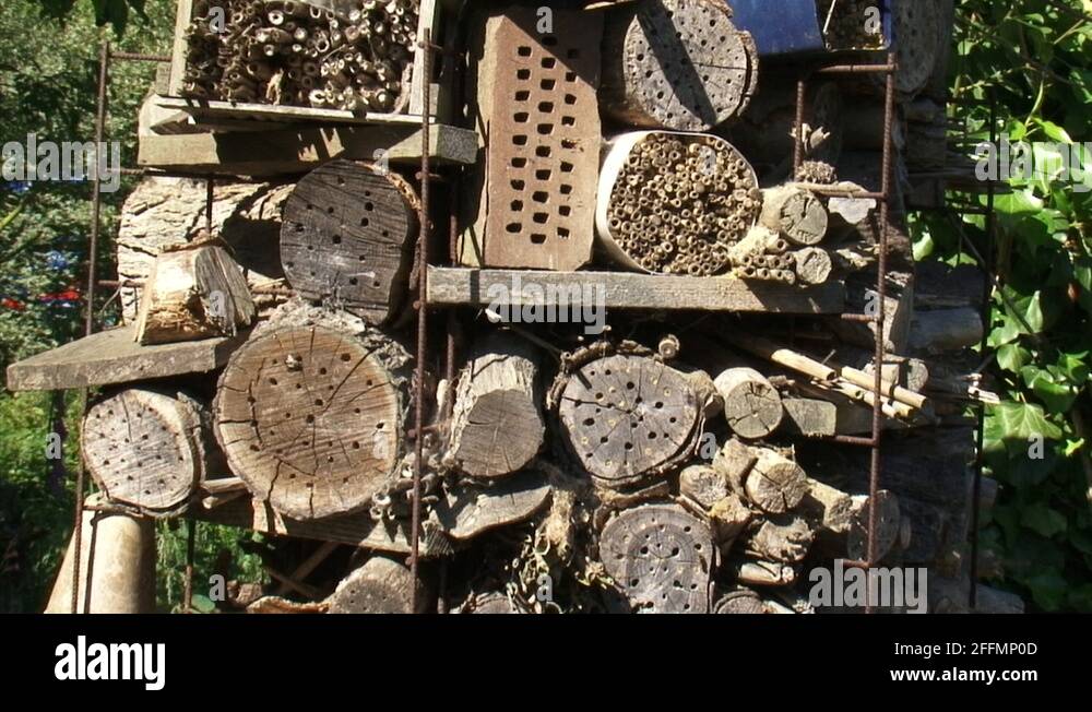 Structure of insects Stock Videos & Footage - HD and 4K Video Clips - Alamy