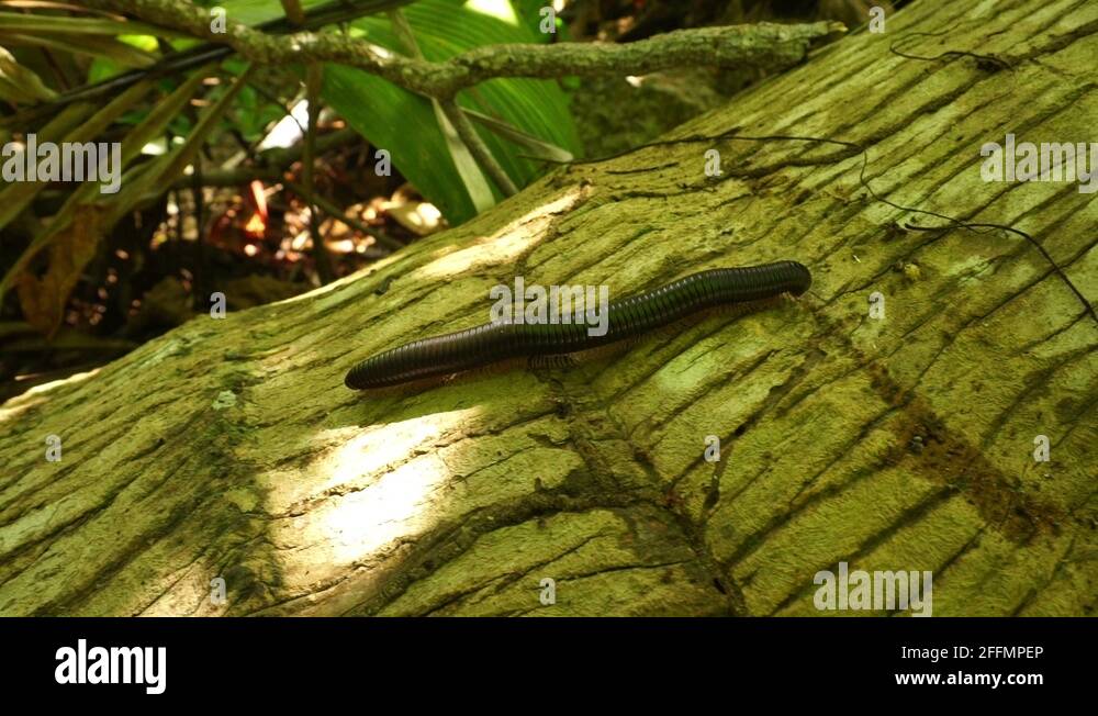 Fauna of seychelles Stock Videos & Footage - HD and 4K Video Clips - Alamy