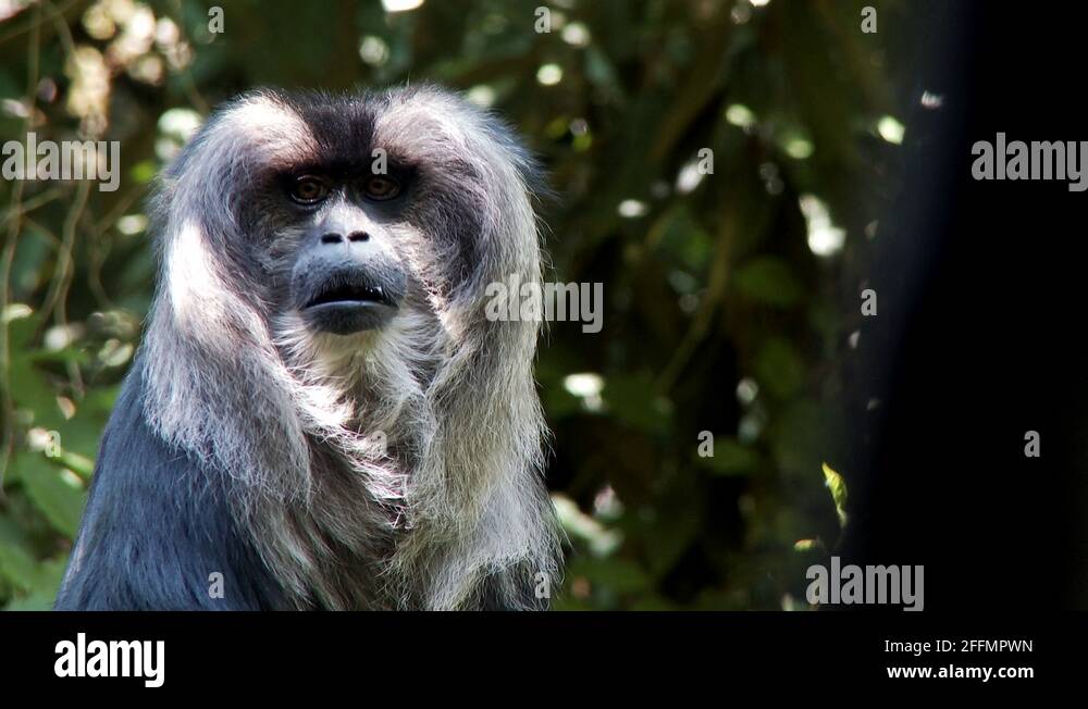 Macaque monkey Stock Videos & Footage - HD and 4K Video Clips - Alamy