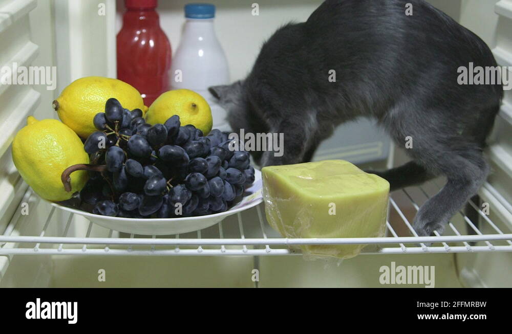 Cute cat exploring the food inside the fridge Stock Video Footage - Alamy
