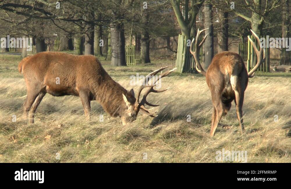 Battle stag Stock Videos & Footage - HD and 4K Video Clips - Alamy
