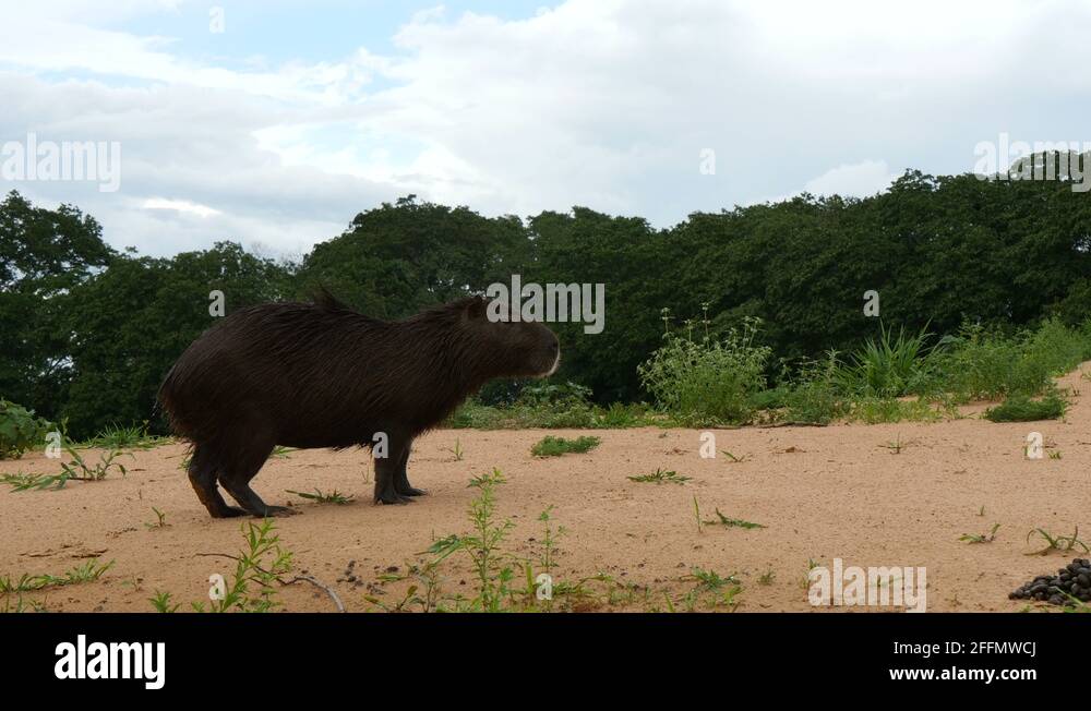 Capybara walking Stock Videos & Footage - HD and 4K Video Clips - Alamy