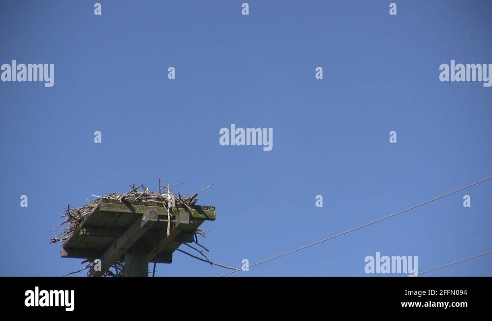 North american opsrey raptor sea hawk bird of prey nest platform ...