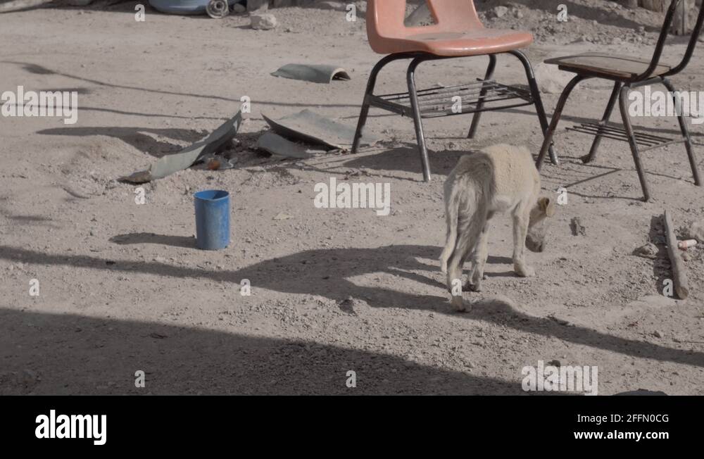 Starving puppy Stock Videos & Footage - HD and 4K Video Clips - Alamy