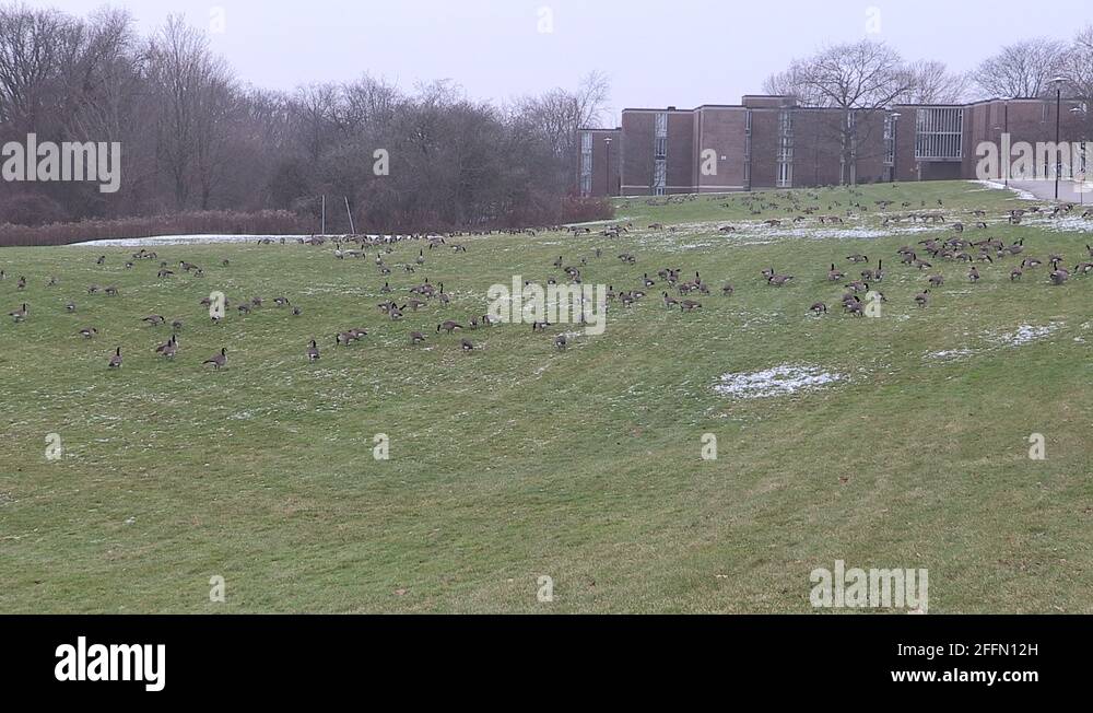 Migration students Stock Videos & Footage - HD and 4K Video Clips - Alamy