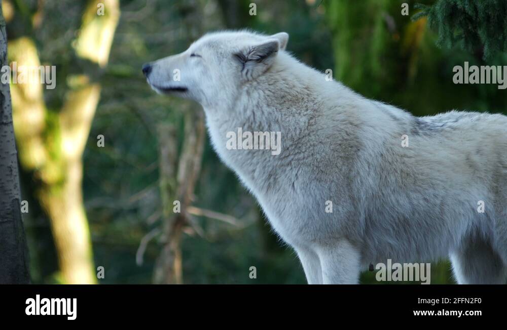 Wolf, Wolves, Gray Wolf, Timber Wolf, 4K, UHD Stock Video Footage - Alamy