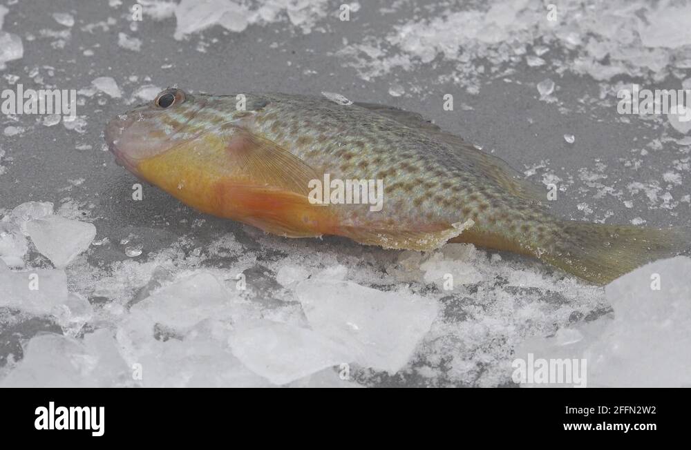 Fish big ruff on the ice of river in winter 4k Stock Video Footage - Alamy