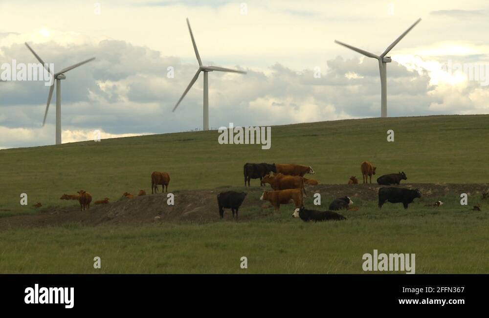 Cattle with wind turbines Stock Videos & Footage - HD and 4K Video ...