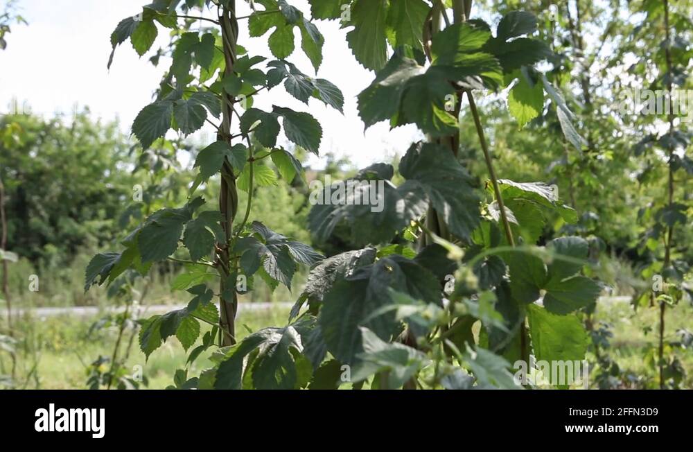 Vine of hop plant at plantation at farm on field with blooming plants ...