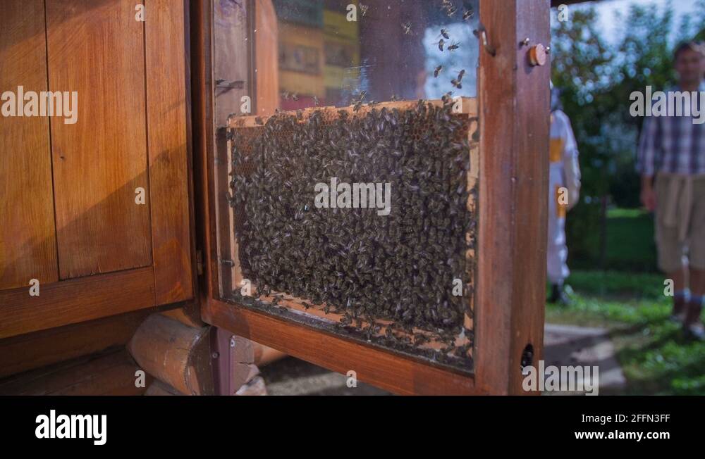 Imprest Stock Videos & Footage - HD and 4K Video Clips - Alamy