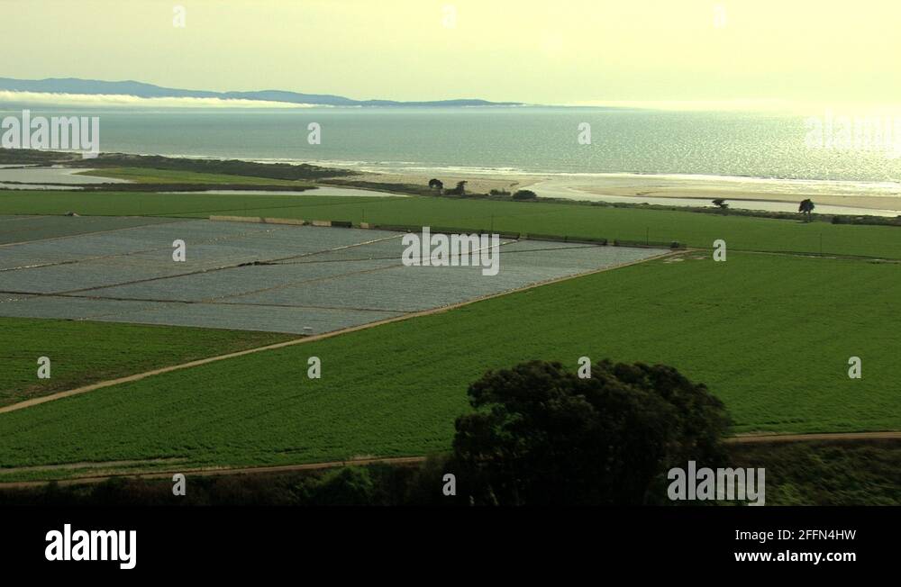 California bay seed Stock Videos & Footage - HD and 4K Video Clips - Alamy