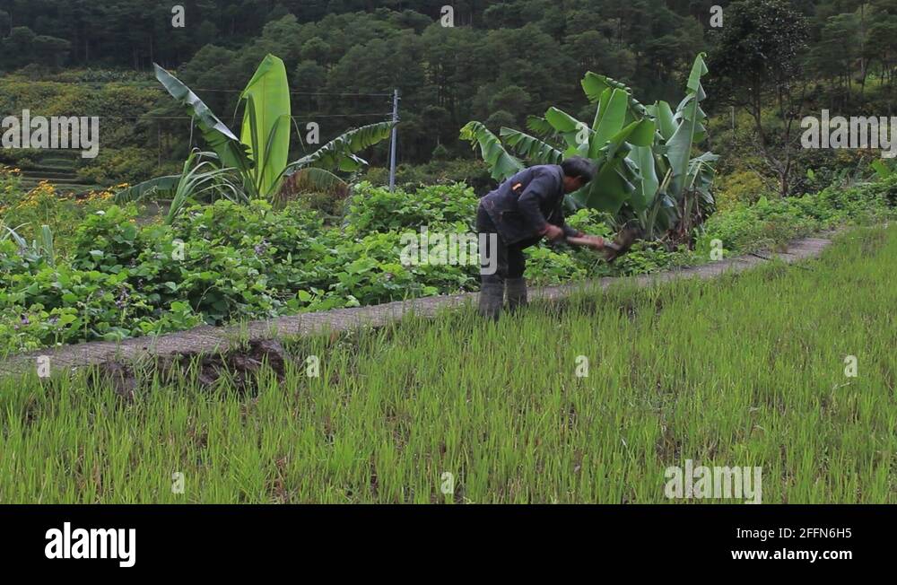 Ifugao farmer Stock Videos & Footage - HD and 4K Video Clips - Alamy