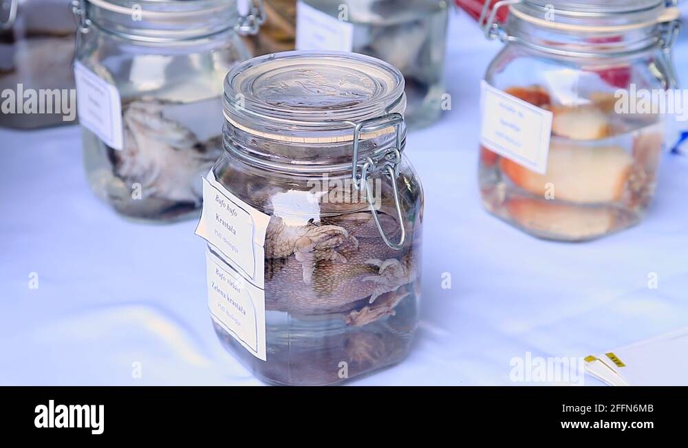 Laboratory frog Stock Videos & Footage - HD and 4K Video Clips - Alamy